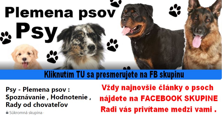 Nemecké plemená psov - 8 plemien psov z Nemecka - Topden.sk