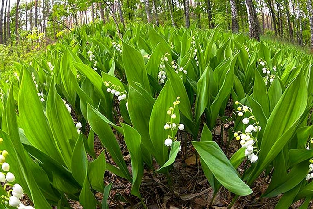 Jarné kvety - 20 kvetov ktoré kvitnú na jar - Topden.sk
