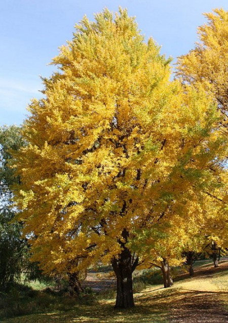 Ginko pestovanie - Starostlivosť o strom - Topden.sk
